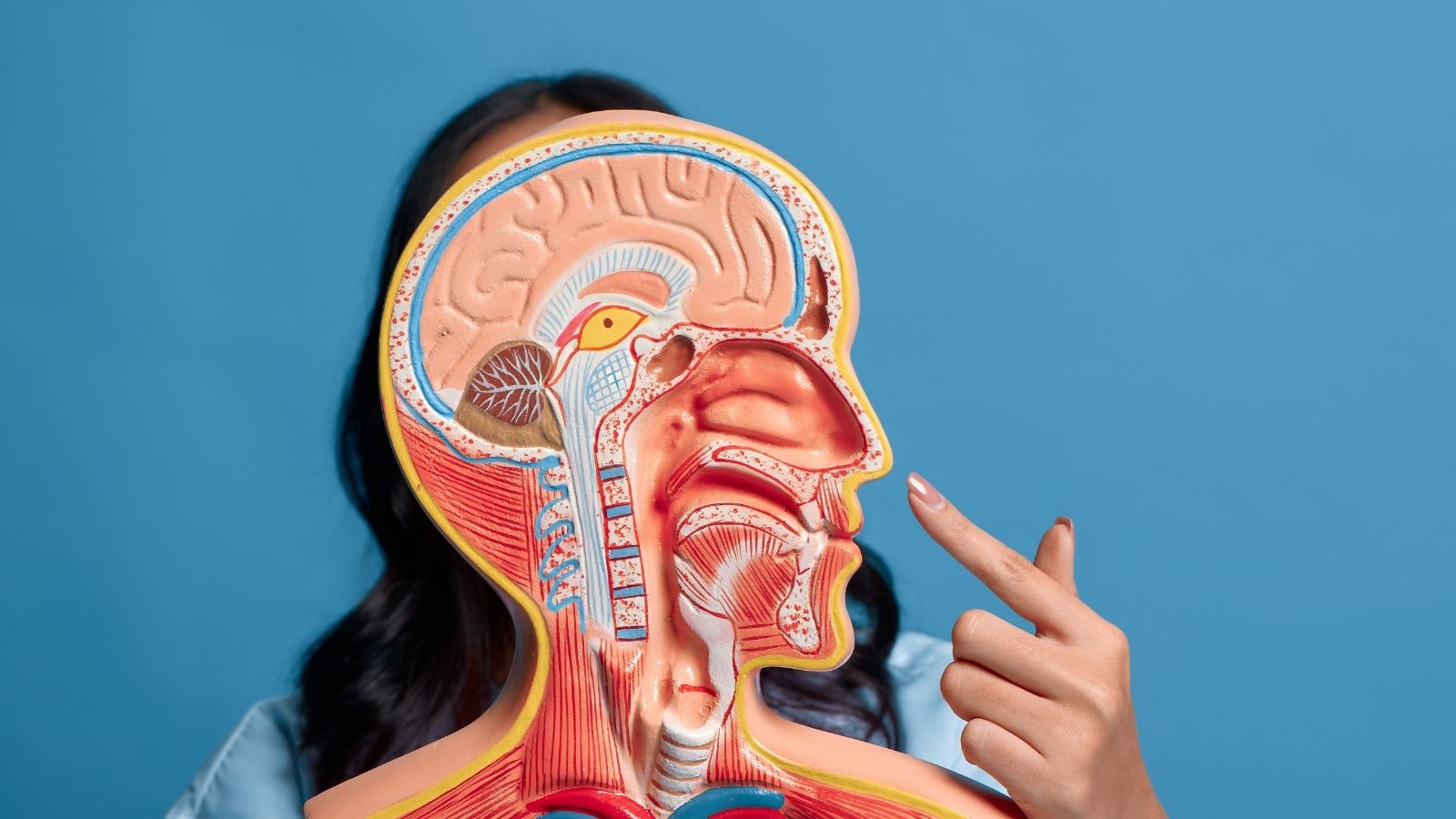 Anatomie et fonction du nez | Dr. Seçkin Ulusoy